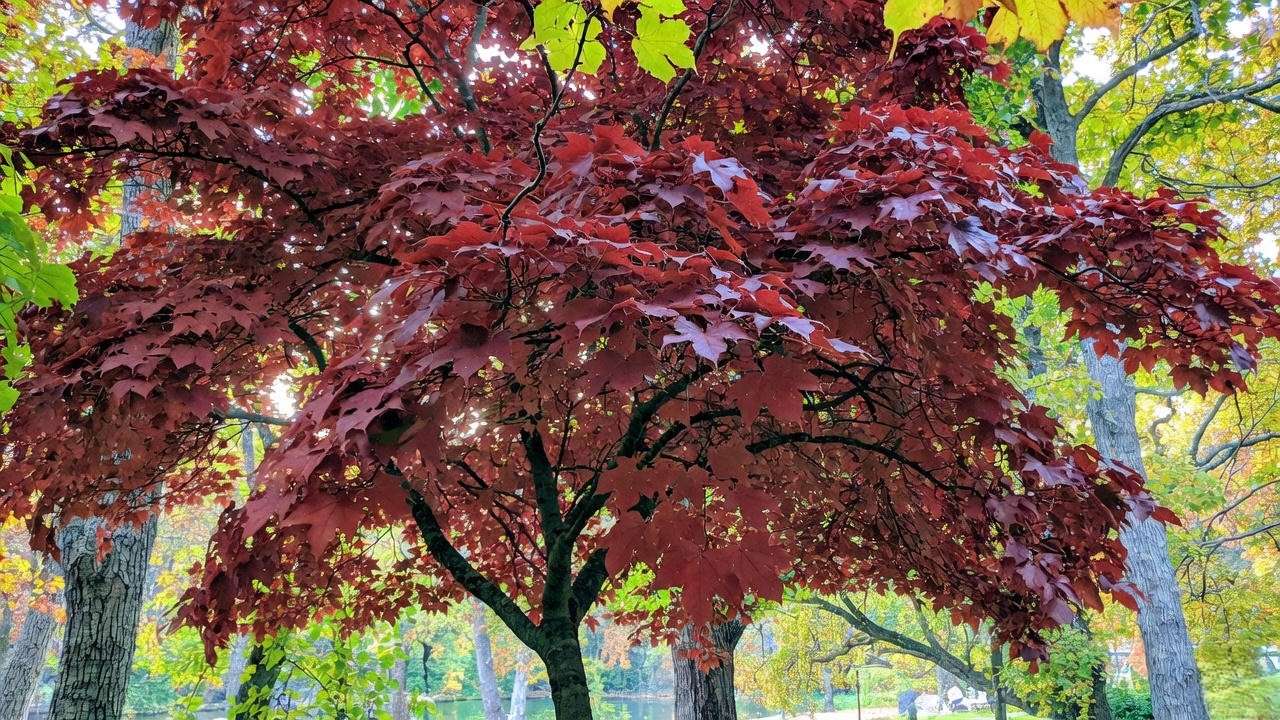 Autumn Fantasy Maple Tree: Expert Care Guide