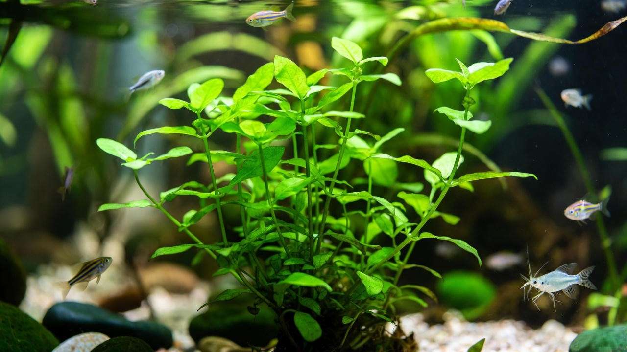 Ultimate Bacopa Aquarium Plant Care Guide for Beginners