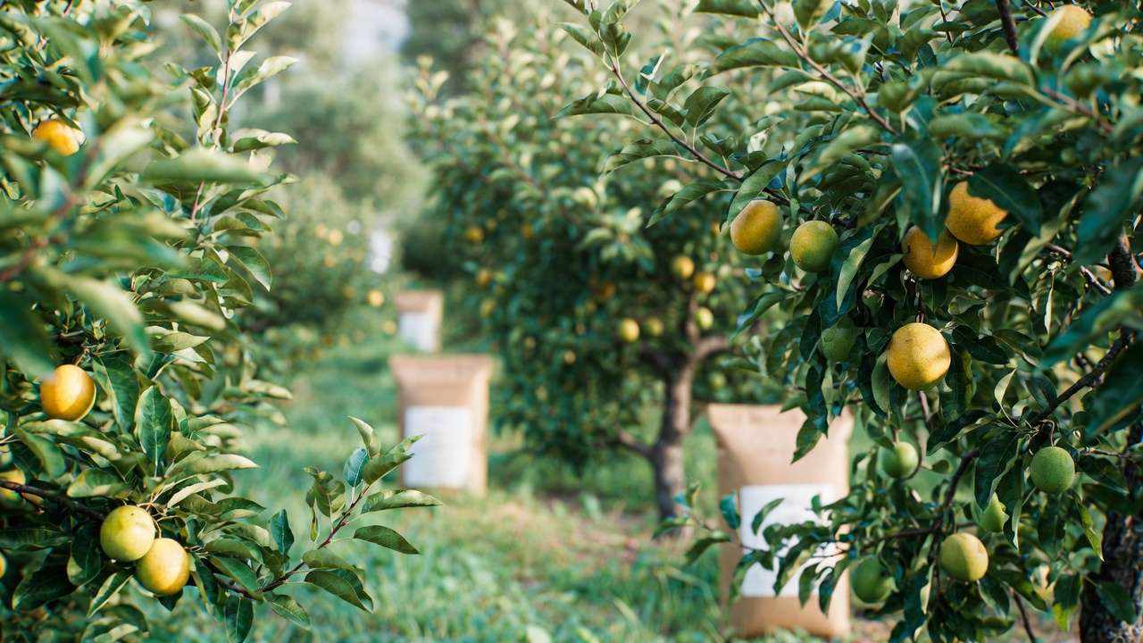 Balanced Fertilizer Options for Fruit Trees: Top Picks