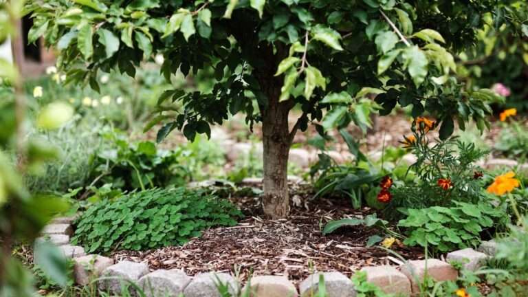 Best Border Around a Fruit Tree: Expert Tips