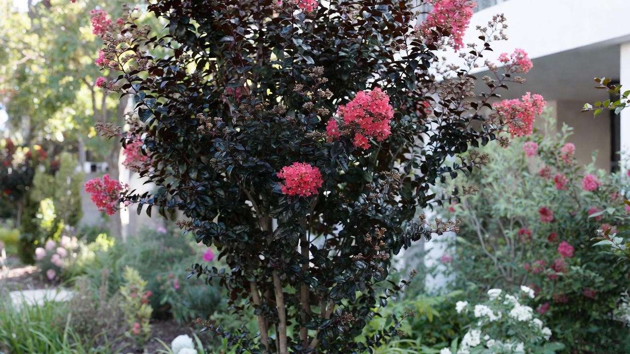Black Diamond Crape Myrtle Tree: Ultimate Care Guide
