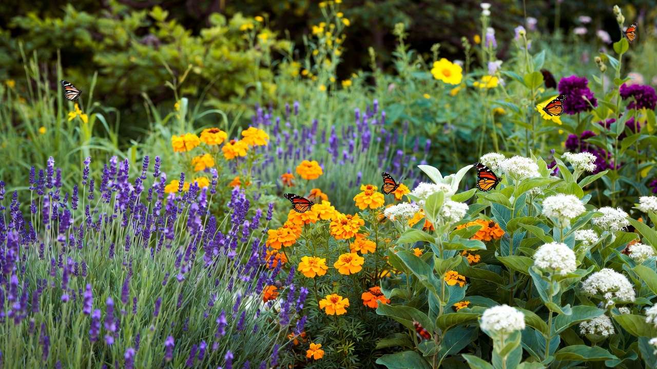 Butterfly-Friendly Plants vs. Pest Control: Natural Balance