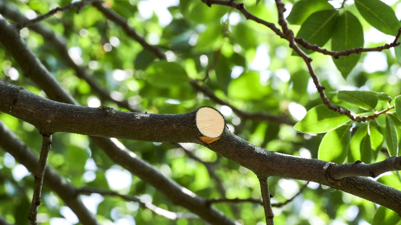 Correct Angle for Pruning Cuts: 45° Rule Guide