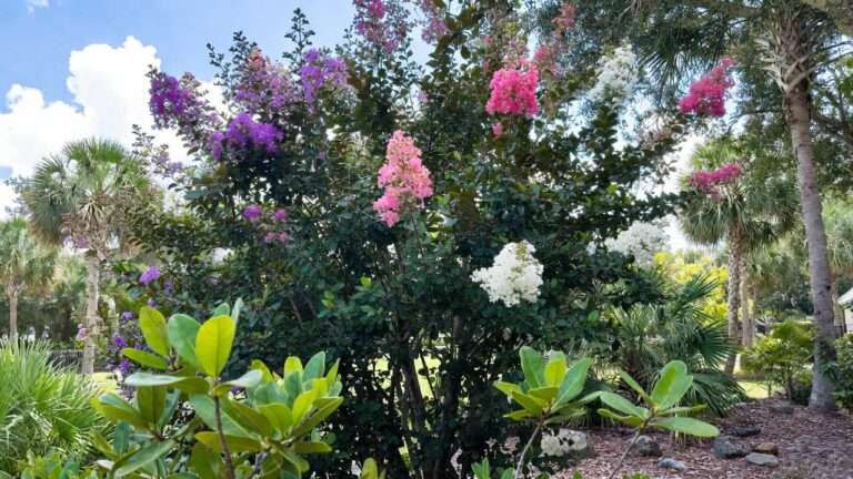 Crape Myrtle Tree Florida: Grow & Care Tips