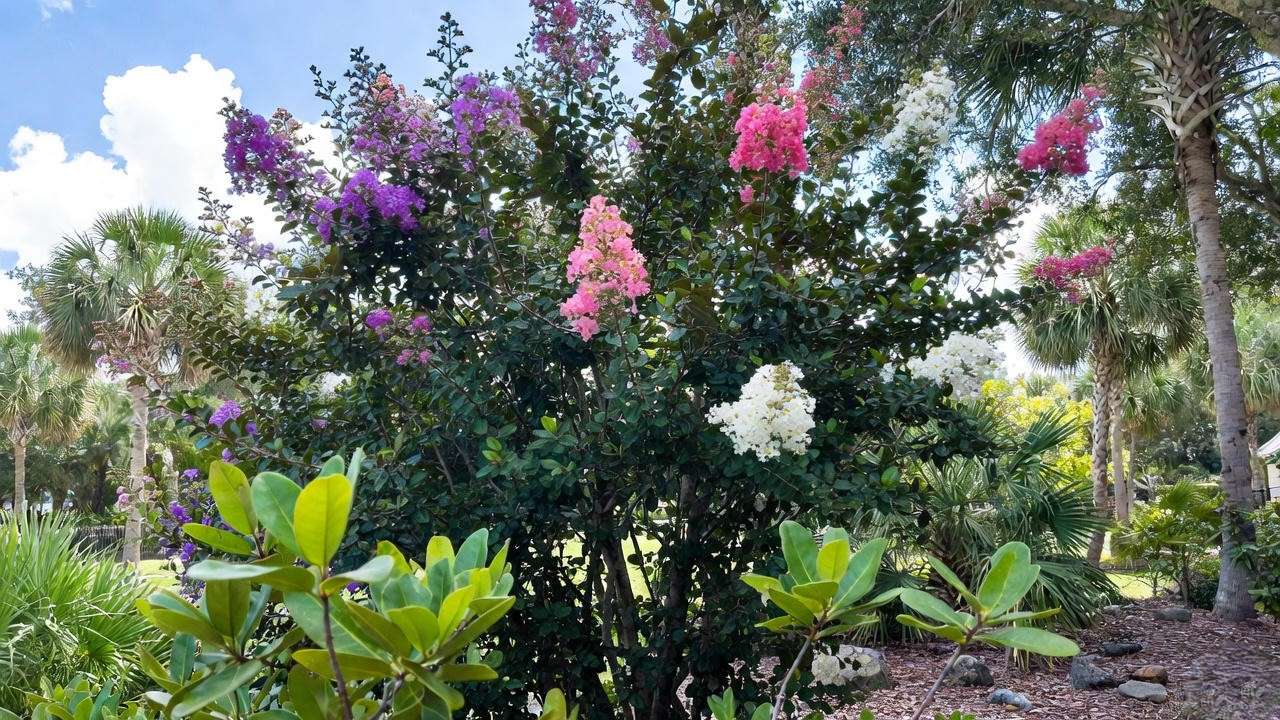 Crape Myrtle Tree Florida: Grow & Care Tips