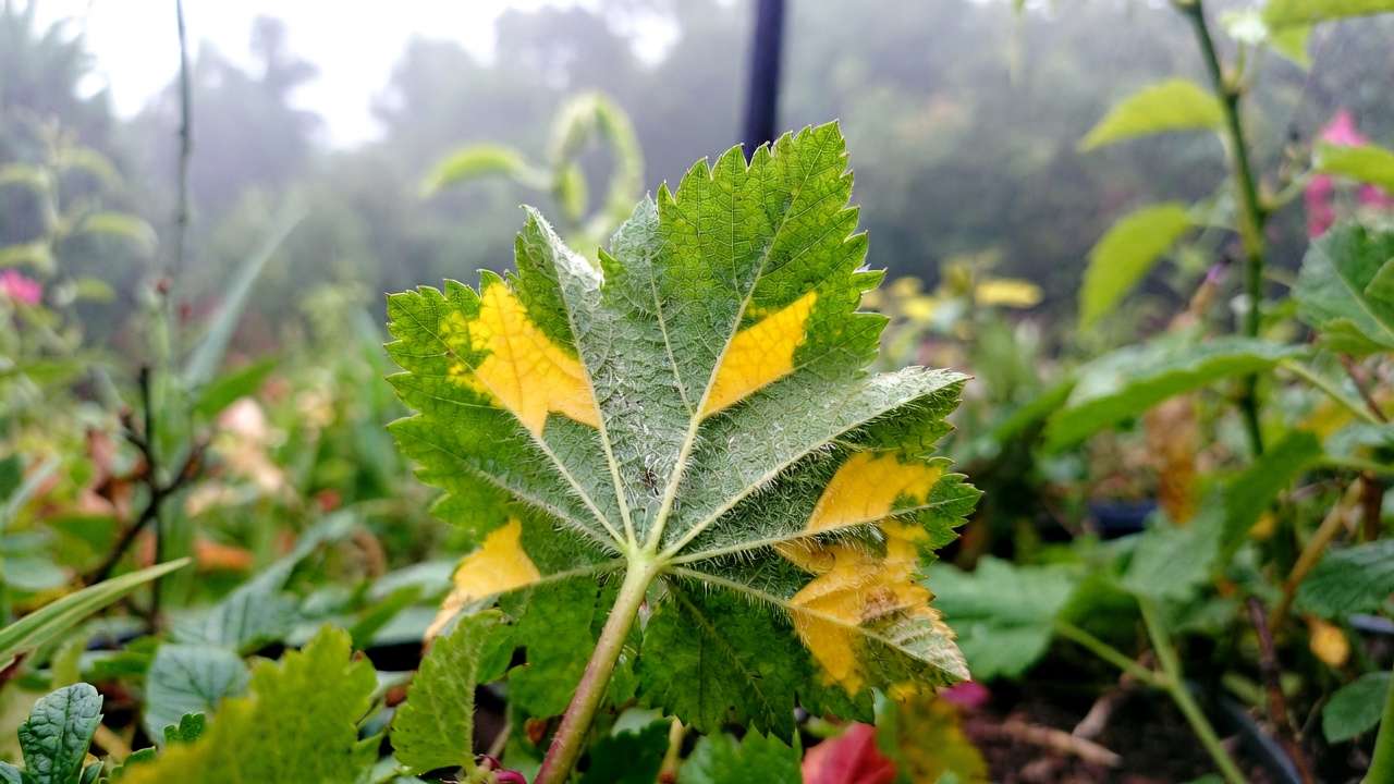 Downy Mildew Identification: Spot Symptoms Early