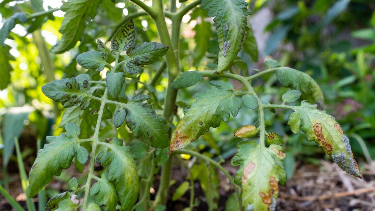 Early Blight vs. Late Blight in Tomatoes: Key Differences
