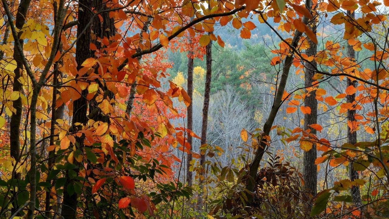 Georgia Trees with Serrated Leaves: ID Guide & Care