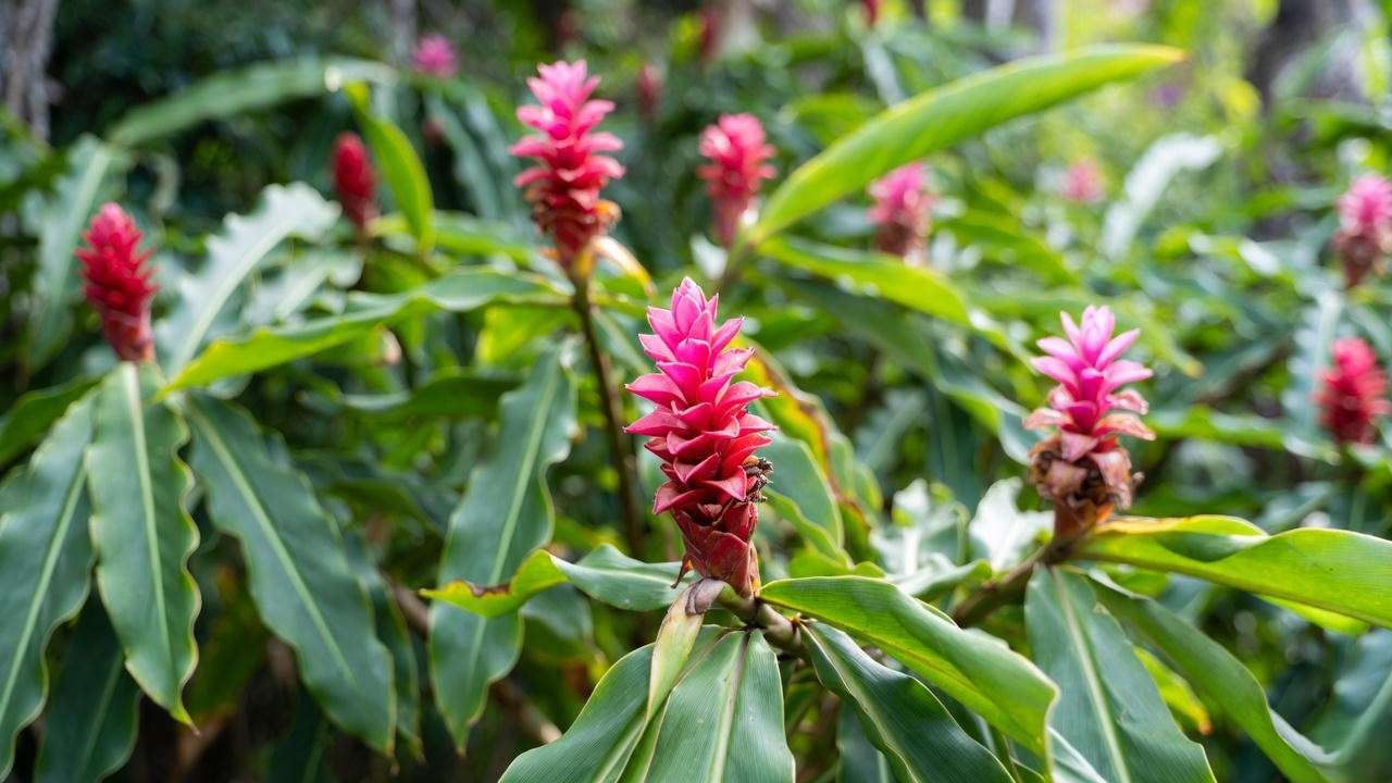 Hawaiian Ginger Plant: Ultimate Care Guide for Blooms