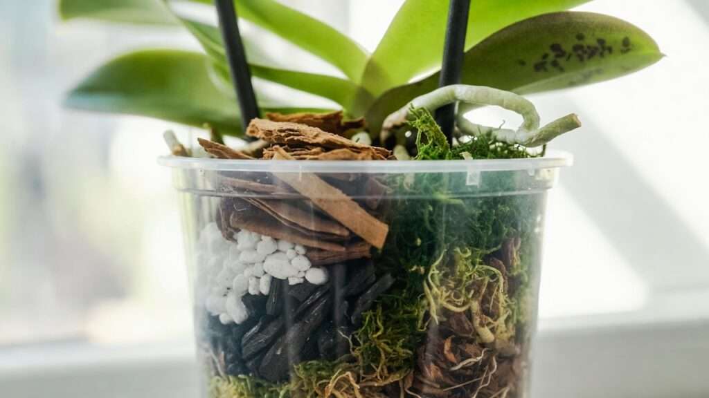 Homemade Orchid Potting Mix: Better Than Store-Bought