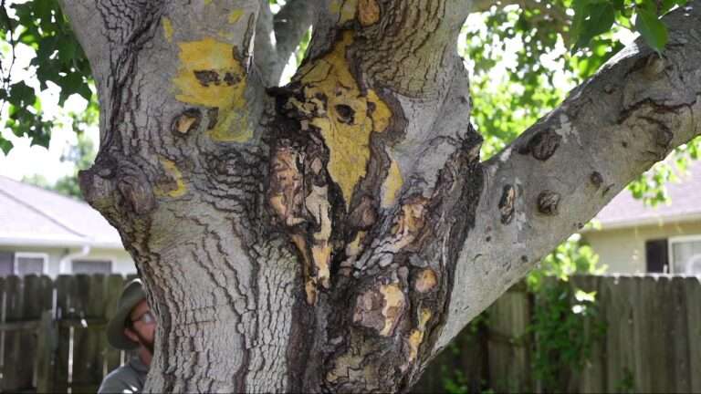 Identifying Tree Trunk Rot Early: Save Your Trees