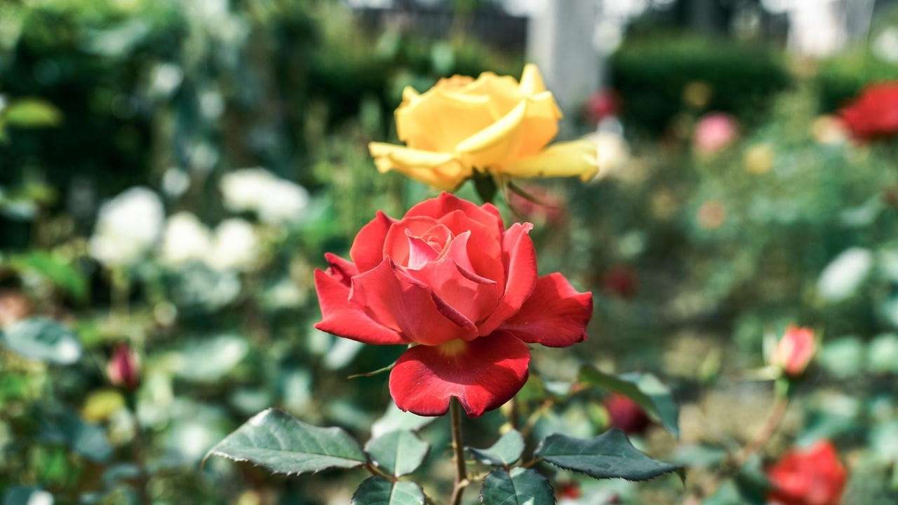 Ketchup and Mustard Rose Plant: Ultimate Care Guide