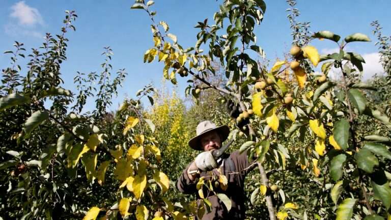 Late-Season Pruning Risks for Fruit Trees – Avoid Mistakes