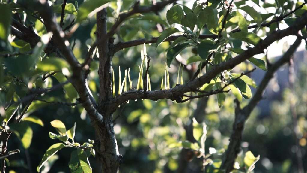 Managing Water Sprouts on Fruit Trees: Top Tips 2025