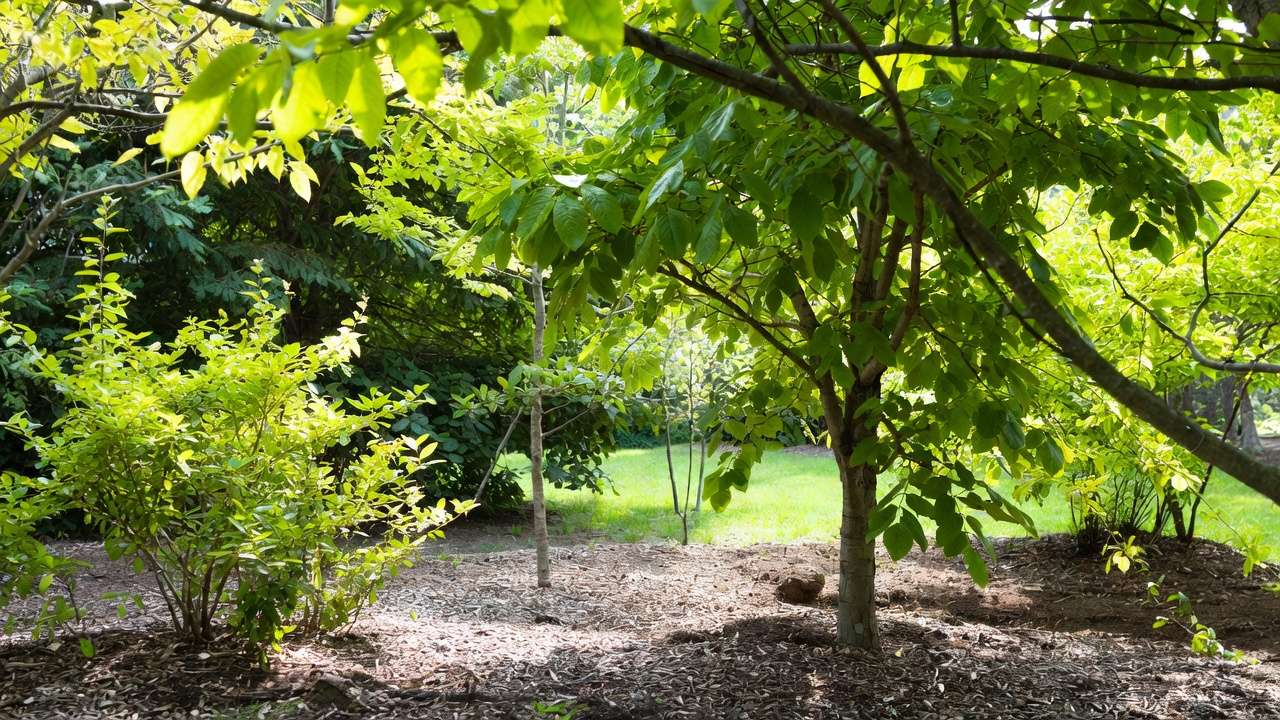 Phytophthora Root Rot Control Methods to Save Plants