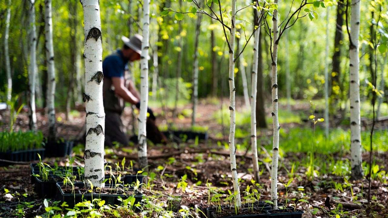 How to Plant Birch Seeds: Grow Trees from Seed