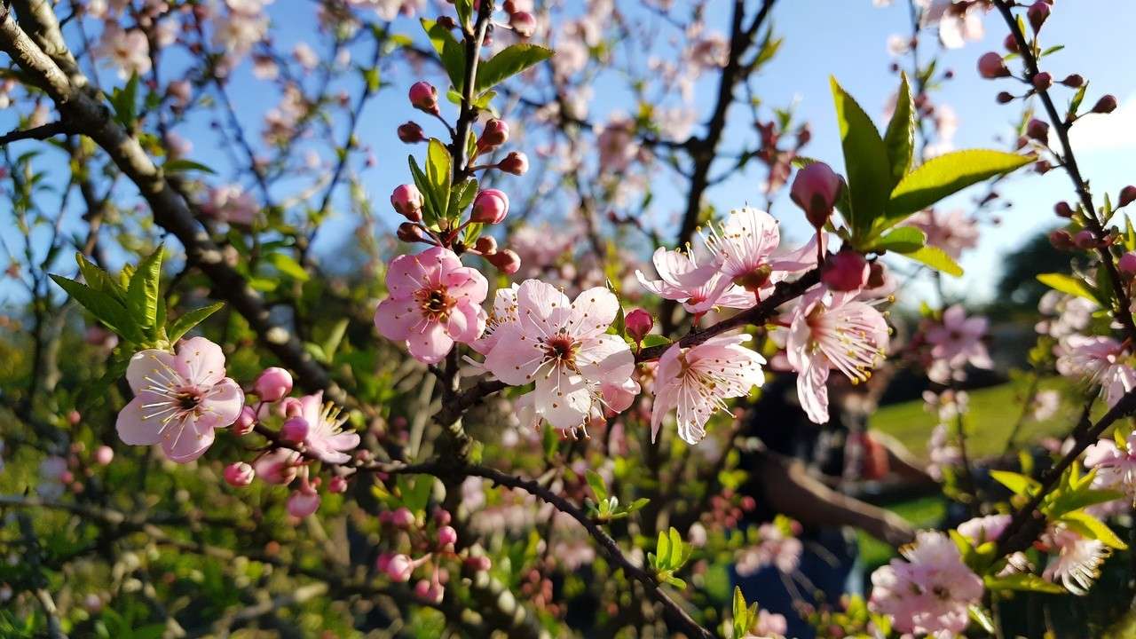 Plum Tree in Bloom: Care Tips for Stunning Flowers