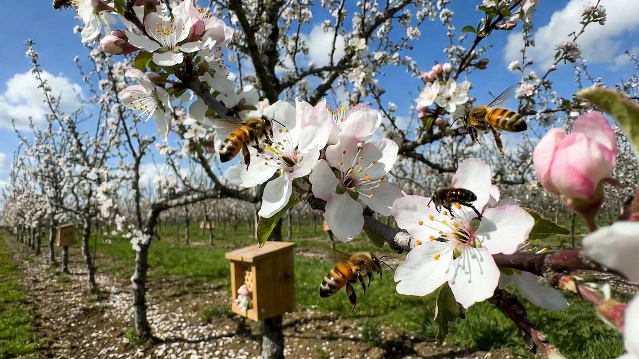 Pollination Tips for Orchard Trees: Boost Yields Naturally
