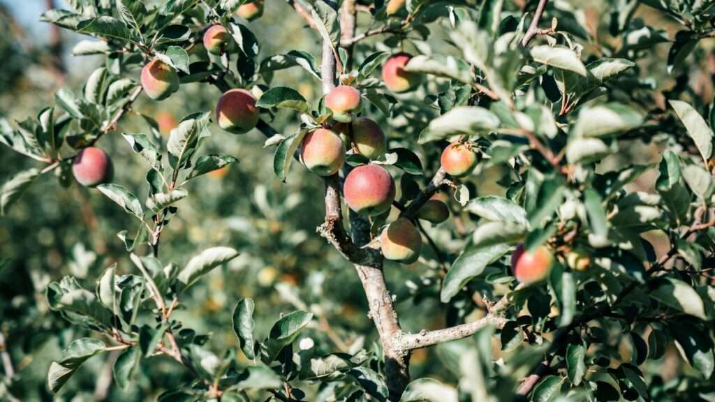 Proper Spacing for Fruiting Branches: Prune for Bigger Yields