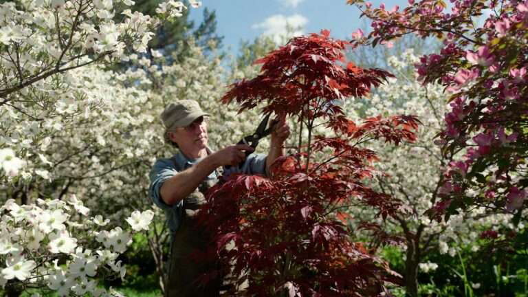 Pruning Small Ornamental Trees: Timing & Techniques