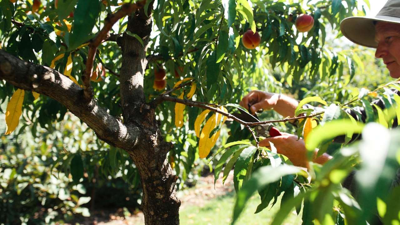 Summer Pruning for Peach Trees: Ultimate Guide 2025
