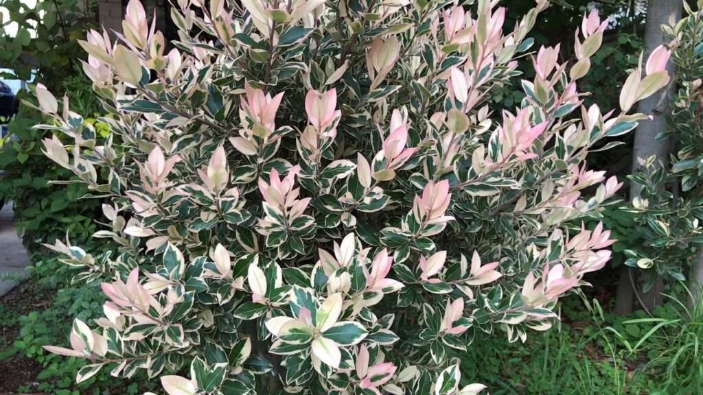 Tri-Color Willow Tree: Ultimate Care Guide for Vibrant Growth