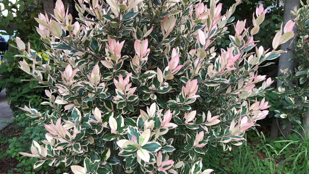 Tri-Color Willow Tree: Ultimate Care Guide for Vibrant Growth