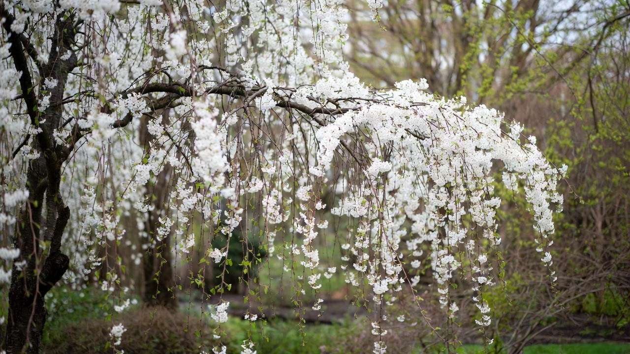 Weeping Snow Fountain Cherry Tree: Ultimate Care Guide