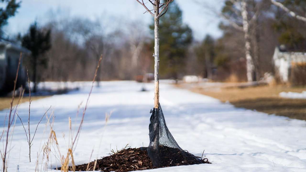 Winterizing Young Trees: Protect from Cold & Damage