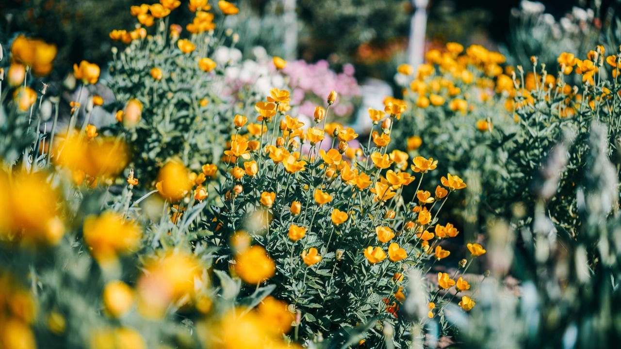 Yellow Colour Plant Guide: Best Varieties & Care