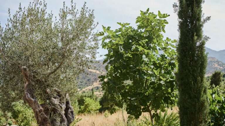 Mediterranean Climate Tree Options for Dry Gardens
