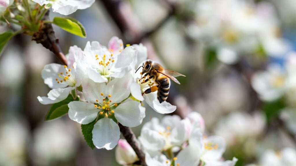 Pollination Compatibility Chart for Fruit Trees Guide