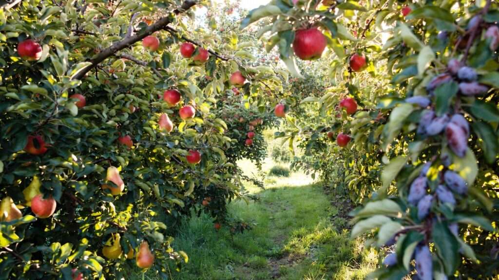 Year-Round Fruit Tree Care Guide: Seasonal Tips