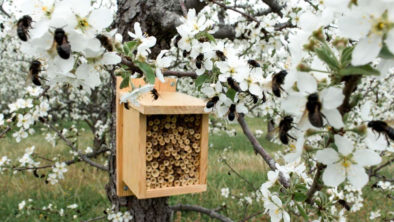 Introducing Mason Bees for Orchard Pollination