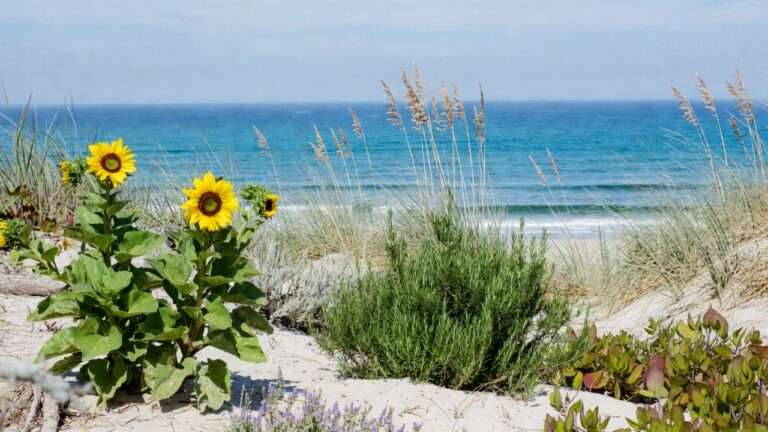 Oceanfront Drought-Tolerant Plants: Top Coastal Picks