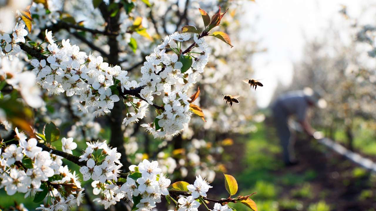 Pollinator Requirements for Sweet Cherries: Guide