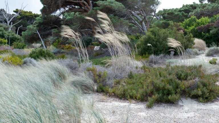 Best Wind-Resistant Plants for Dry Coastal Areas