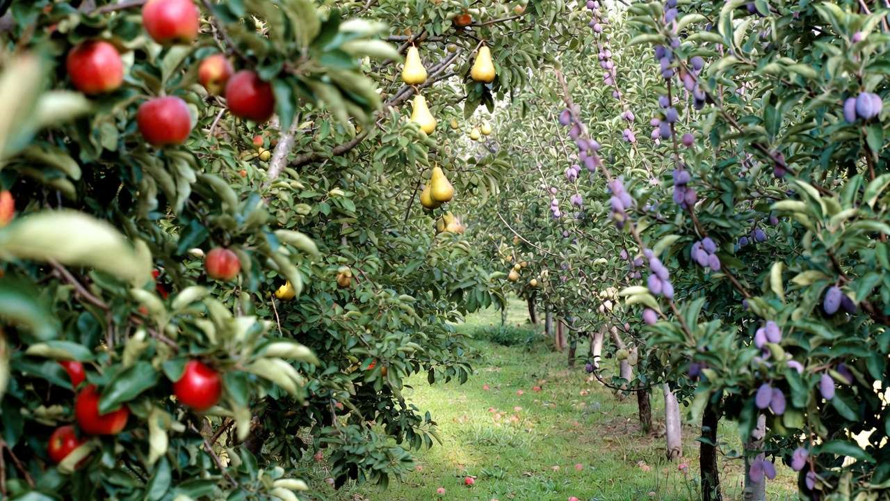 Year-Round Fruit Tree Care Guide: Seasonal Tips
