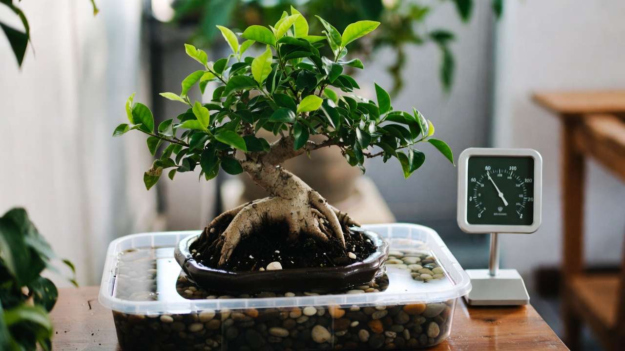 Humidity Tray for Indoor Bonsai Care: Prevent Dry Tips