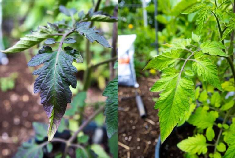 Phosphorus Deficiency and Purple Leaves: Fix It Fast