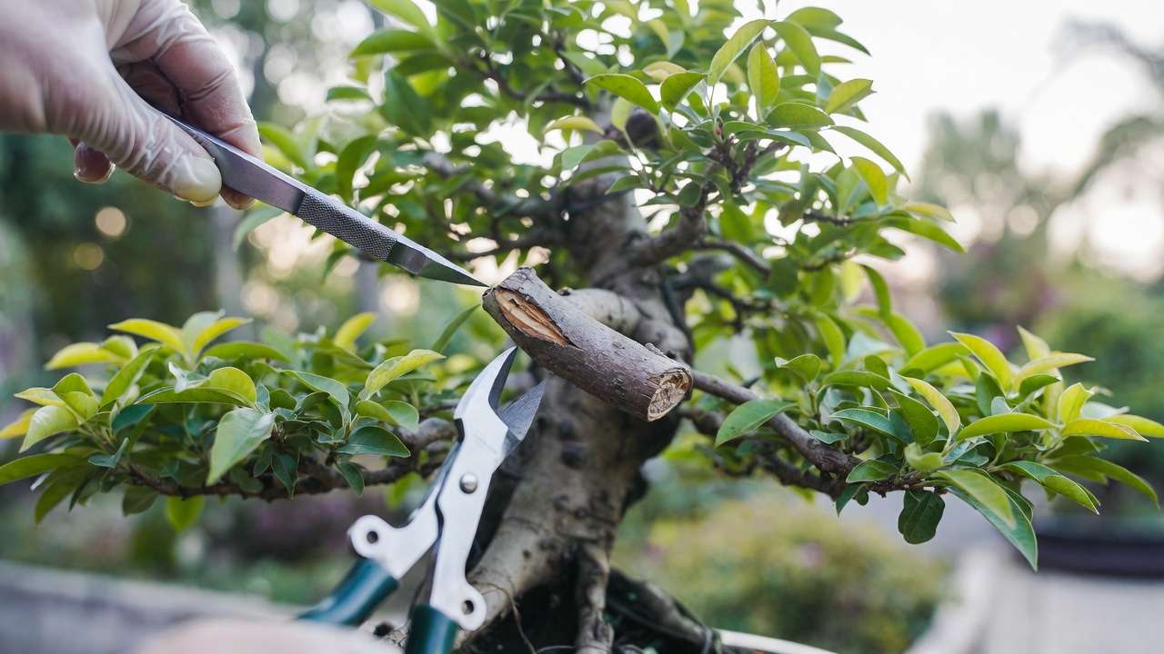 Safely Removing Large Branches on Bonsai: Expert Guide