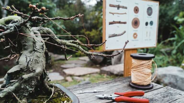 Selecting Wire Thickness for Branch Size in Bonsai