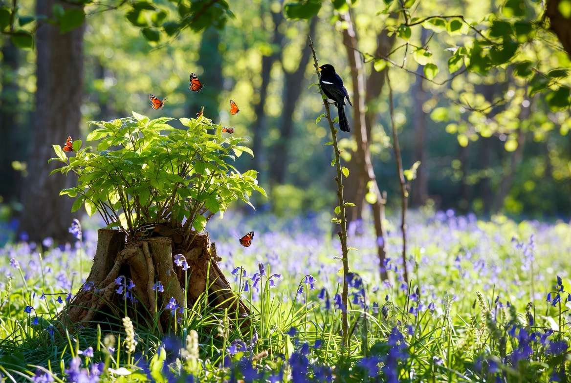 Wildlife Habitat Benefits of Coppicing – Boost Birds & Insects