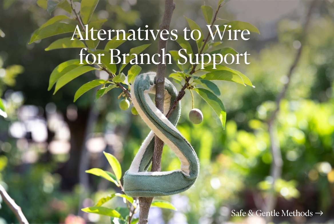Alternatives to Wire for Branch Support: Safe Tree Methods