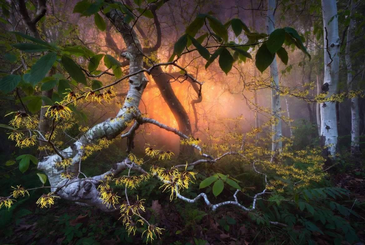 Appalachian Mythology Tree: Folklore & Expert Care Guide