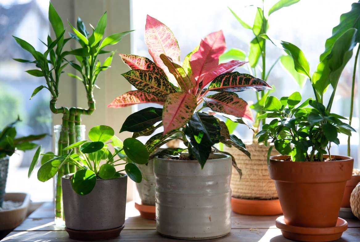 Chinese Plants Care Guide: Grow Thriving Varieties