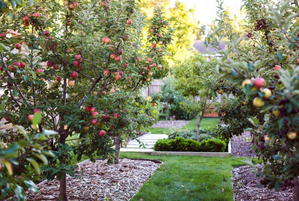 Small-Scale Orchard Planning and Layout Guide