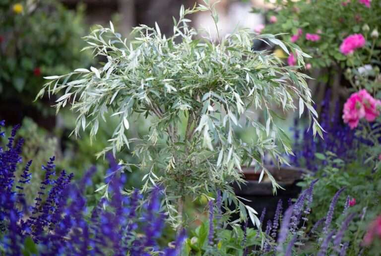 Small Willow Tree: Planting & Care Guide for Small Gardens