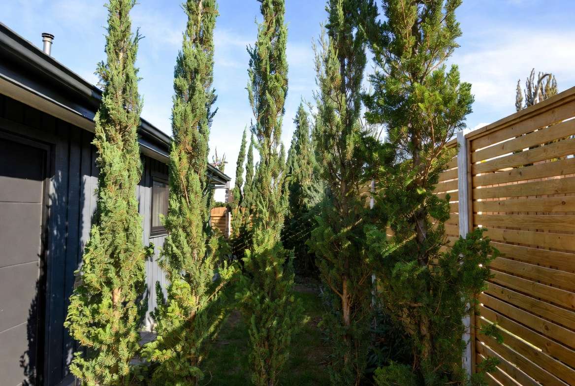 Tall Skinny Pine Trees: Best Narrow Evergreens for Small Spaces