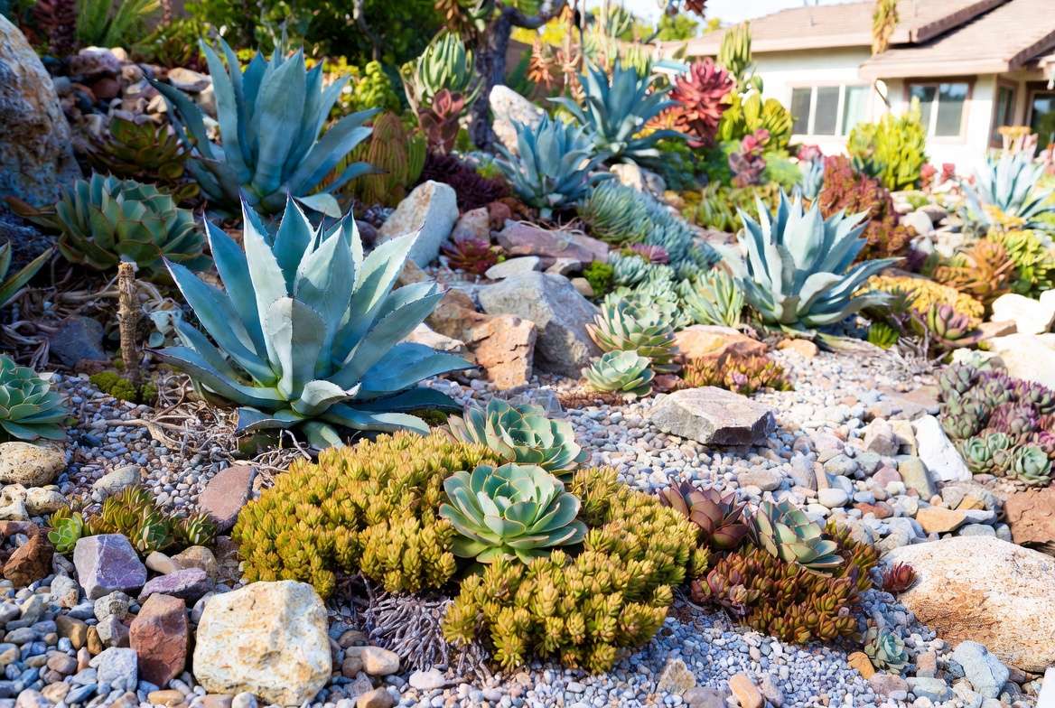 Drought Tolerant Plants Succulents: 20 Best Varieties